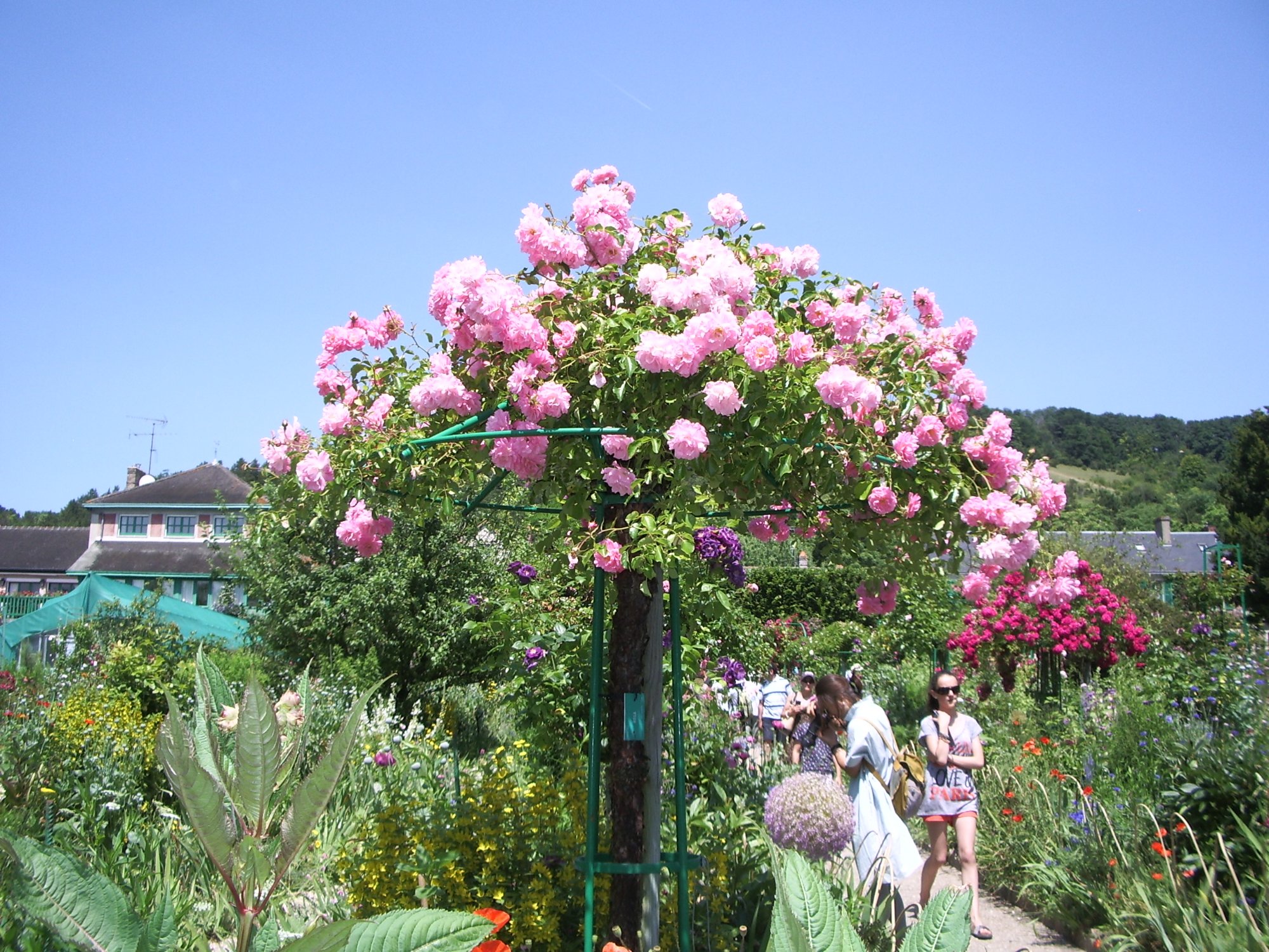 Solve Standard Rose Bush jigsaw puzzle online with 500 pieces