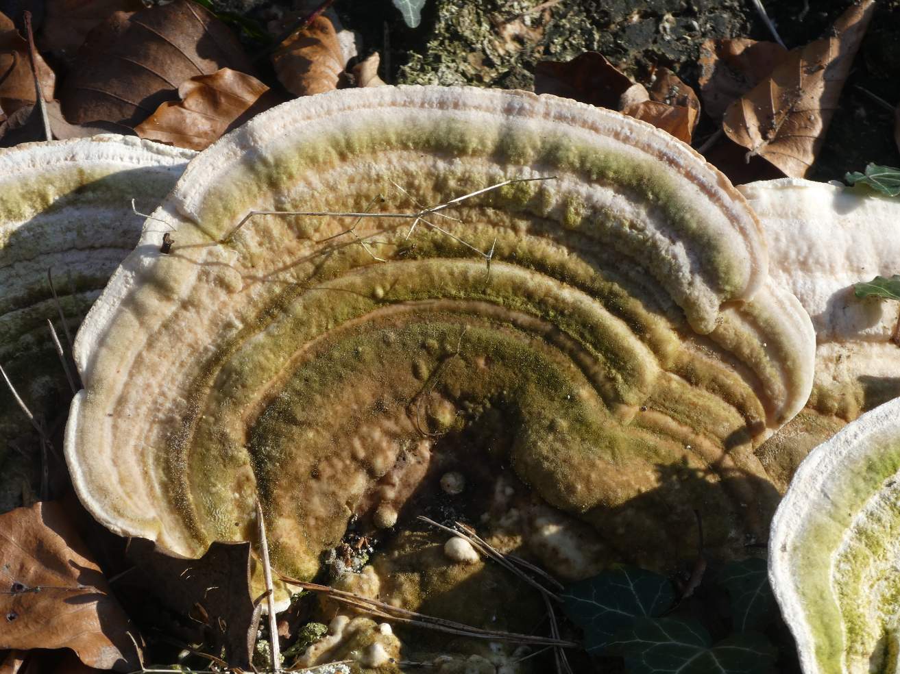 Solve Detail of one fungus of a big group of fungi on a tree stump ...