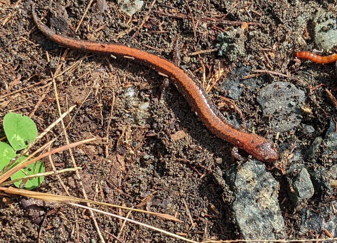 Solve My First Salamander in a Good Long Time jigsaw puzzle online with ...