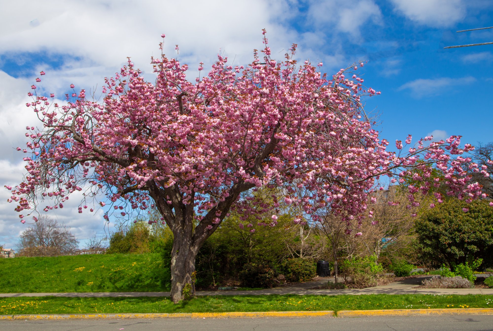 Solve Cherry tree in bloom jigsaw puzzle online with 150 pieces