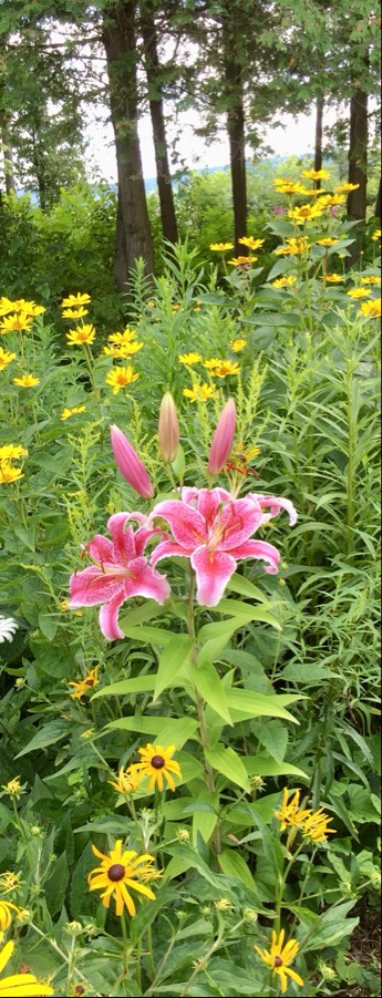 Solve Pink Lily in a public garden. jigsaw puzzle online with 12 pieces