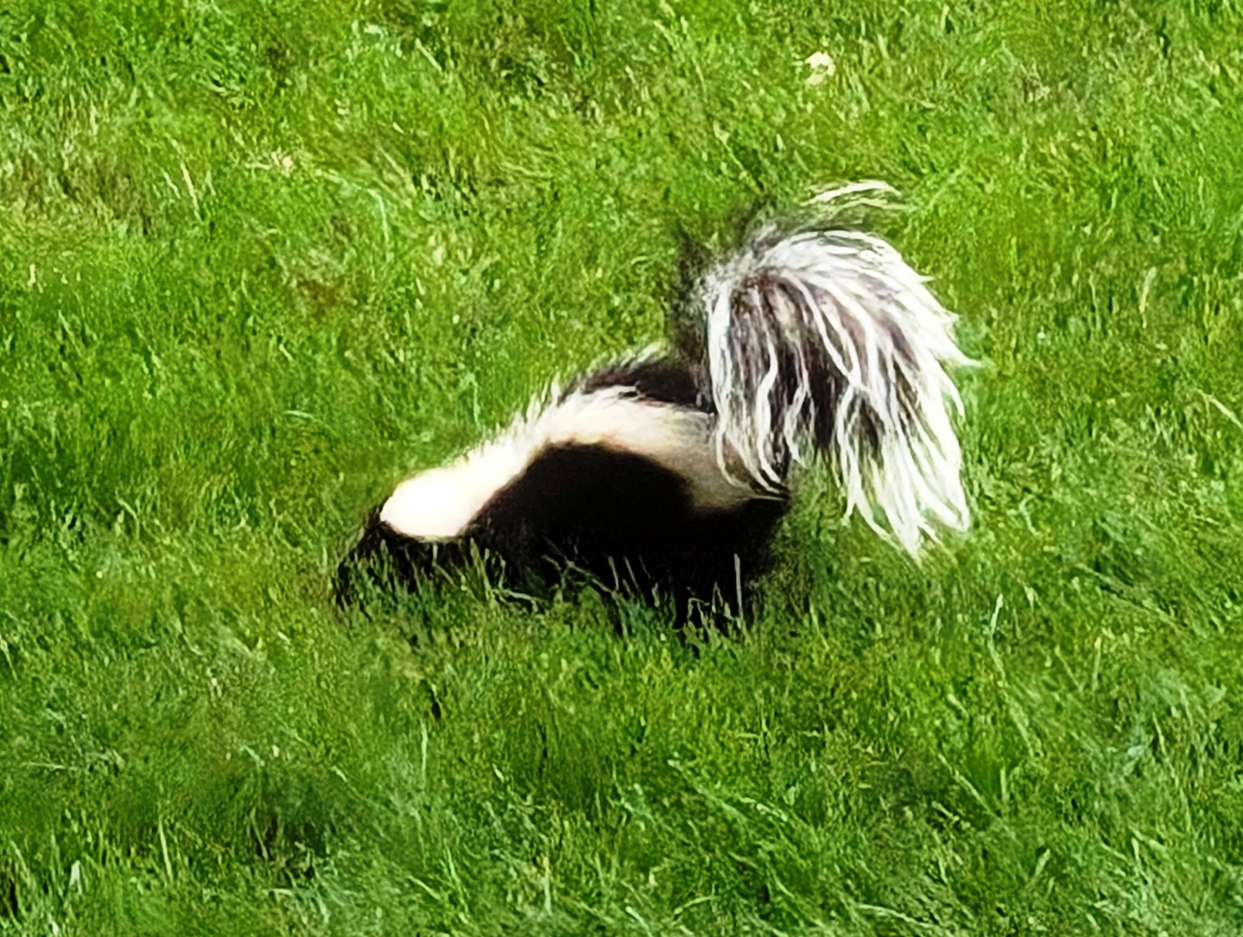 Solve Baby Skunk jigsaw puzzle online with 63 pieces