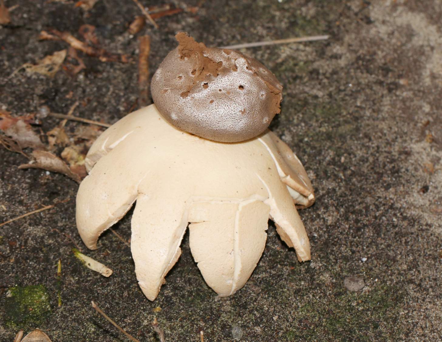 Solve Peper pot earthstar - Myriostoma coliforme (peperbus) jigsaw ...