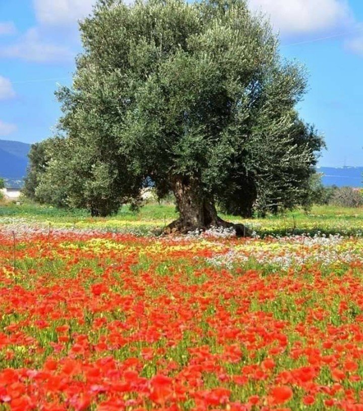 Solve Olive tree and poppy field in Italy jigsaw puzzle online with 72 ...