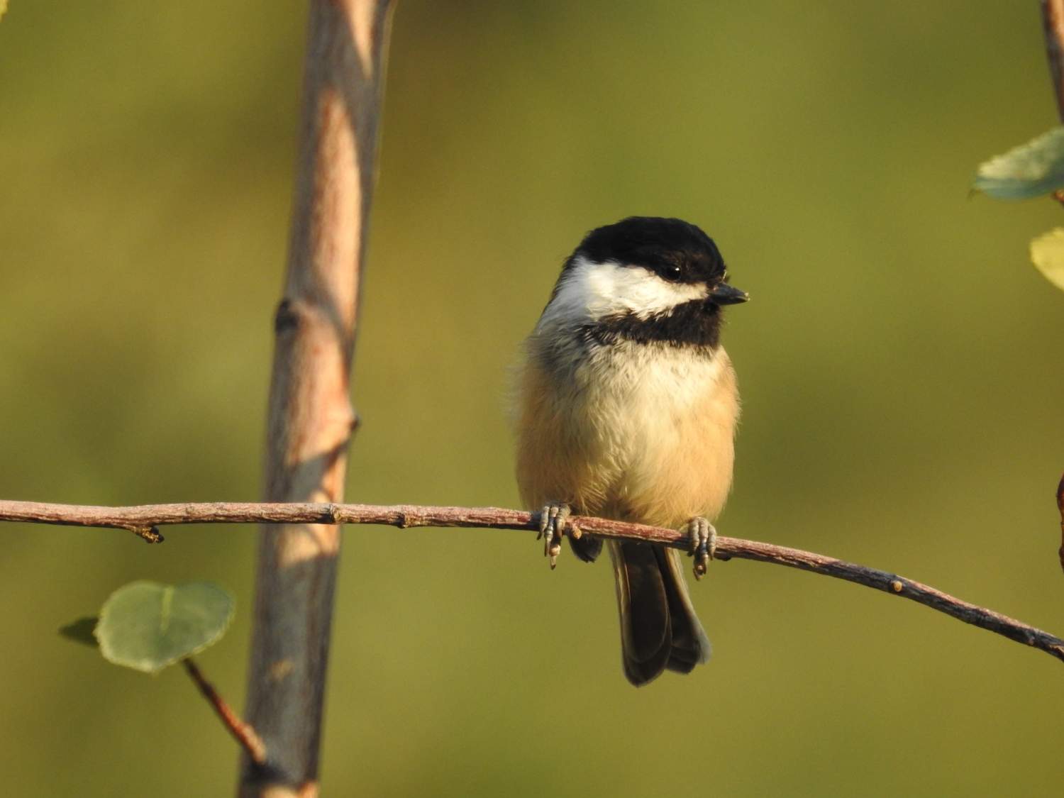 Solve Black Capped Chickadee jigsaw puzzle online with 80 pieces
