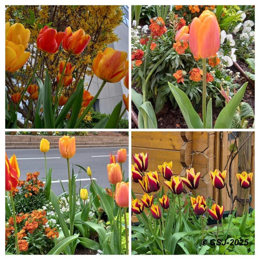 Solve MORNING WALK – Spring Flowers - Tulips 4 jigsaw puzzle online with 342 pieces