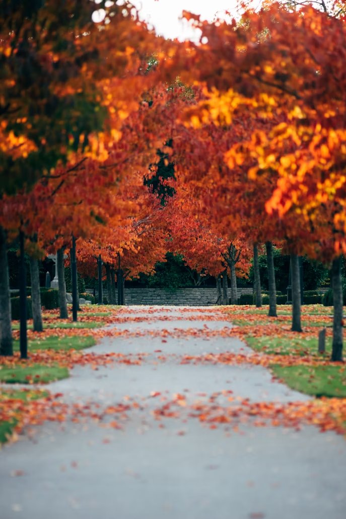 Solve gray pathway between maple trees jigsaw puzzle online with 40 pieces