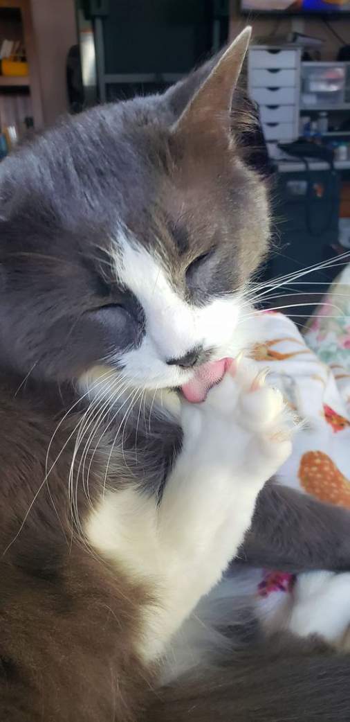 Solve Oh Murphy! jigsaw puzzle online with 10 pieces