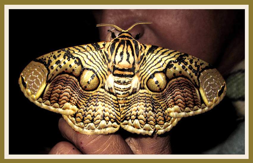 Solve Brahmin Moth With Tiger Eye Wing Pattern jigsaw puzzle online ...