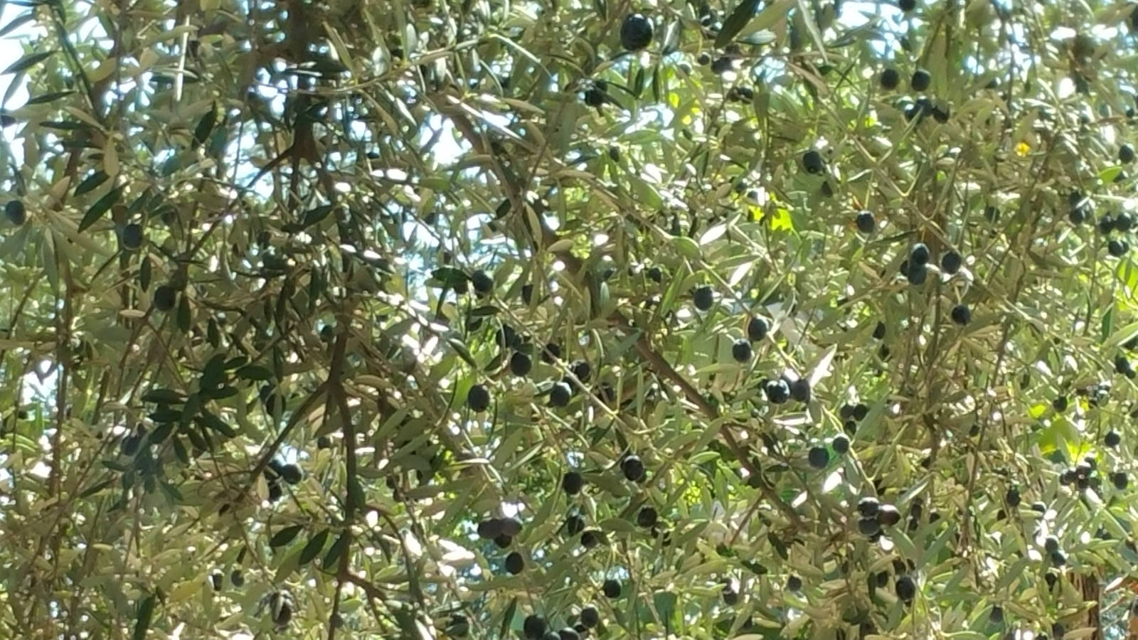 Solve Olive tree jigsaw puzzle online with 405 pieces