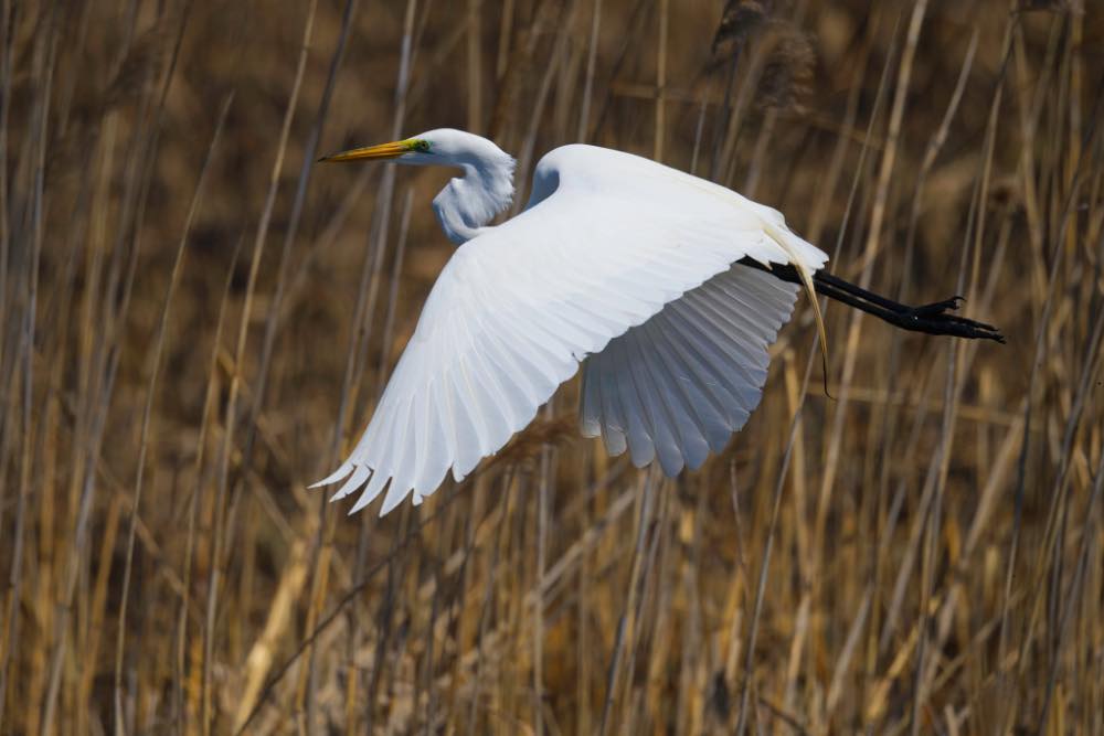 Solve EGRET jigsaw puzzle online with 12 pieces