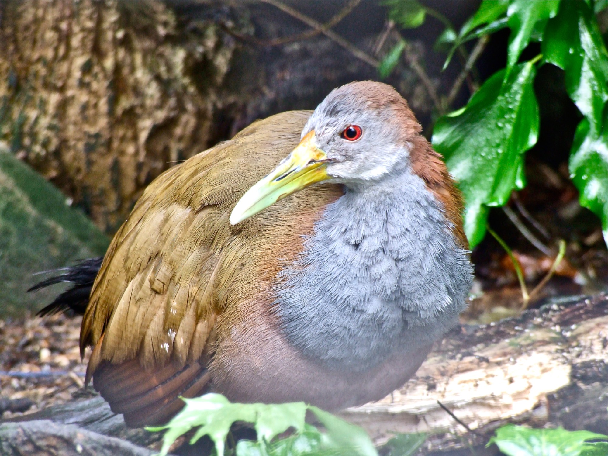 Solve Ypecaha Wood Rail jigsaw puzzle online with 99 pieces