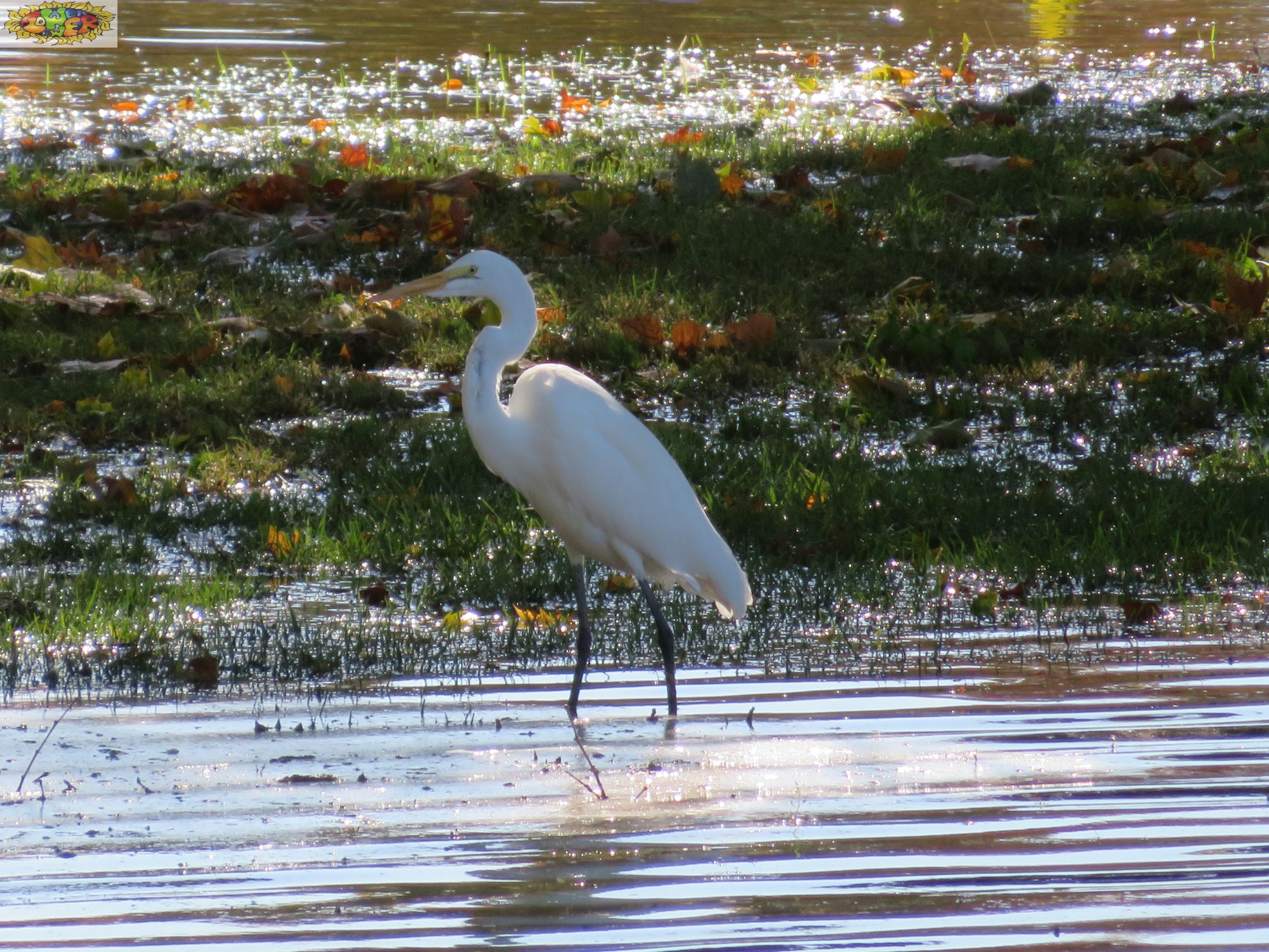 Solve Snowy Egret jigsaw puzzle online with 88 pieces
