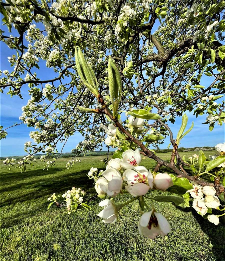 Puzzle | 20 pièces | Jaro - Spring | Jigidi