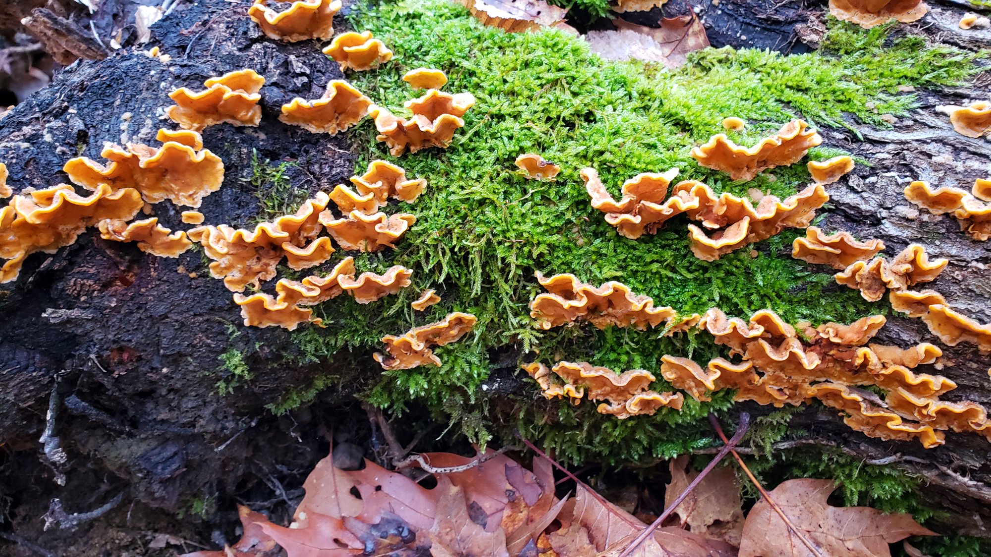 Solve Stérée hirsute jigsaw puzzle online with 198 pieces