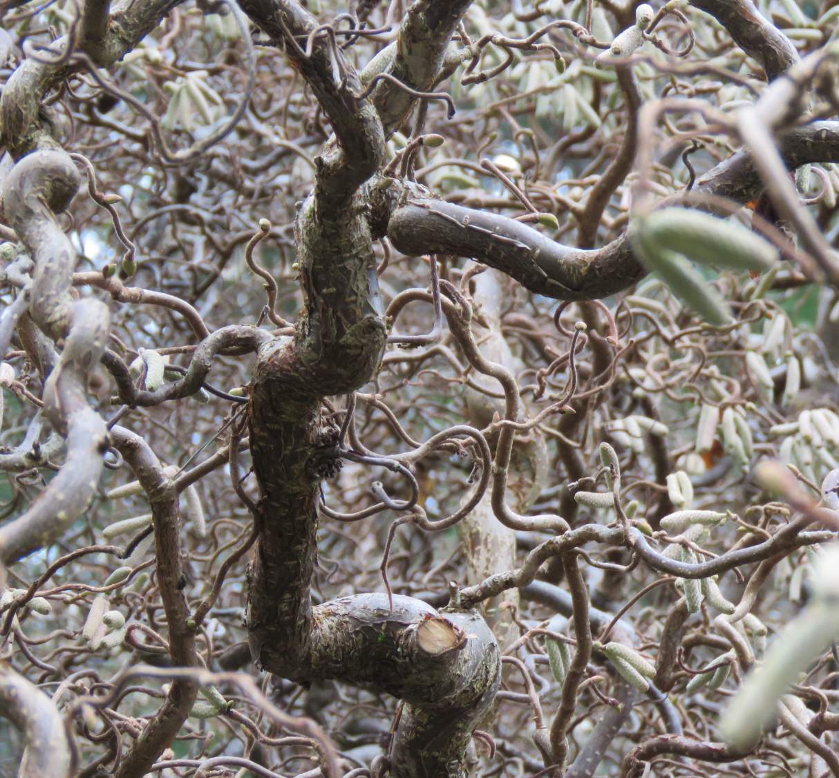Solve Harry Launder's Walking Stick tree jigsaw puzzle online with 42 ...