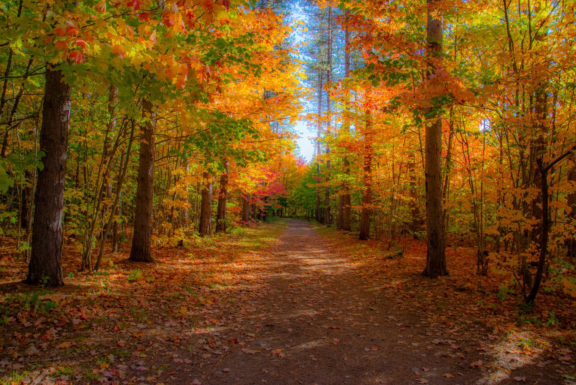 Puzzle | 96 pièces | Algoma Fall Colours | Jigidi