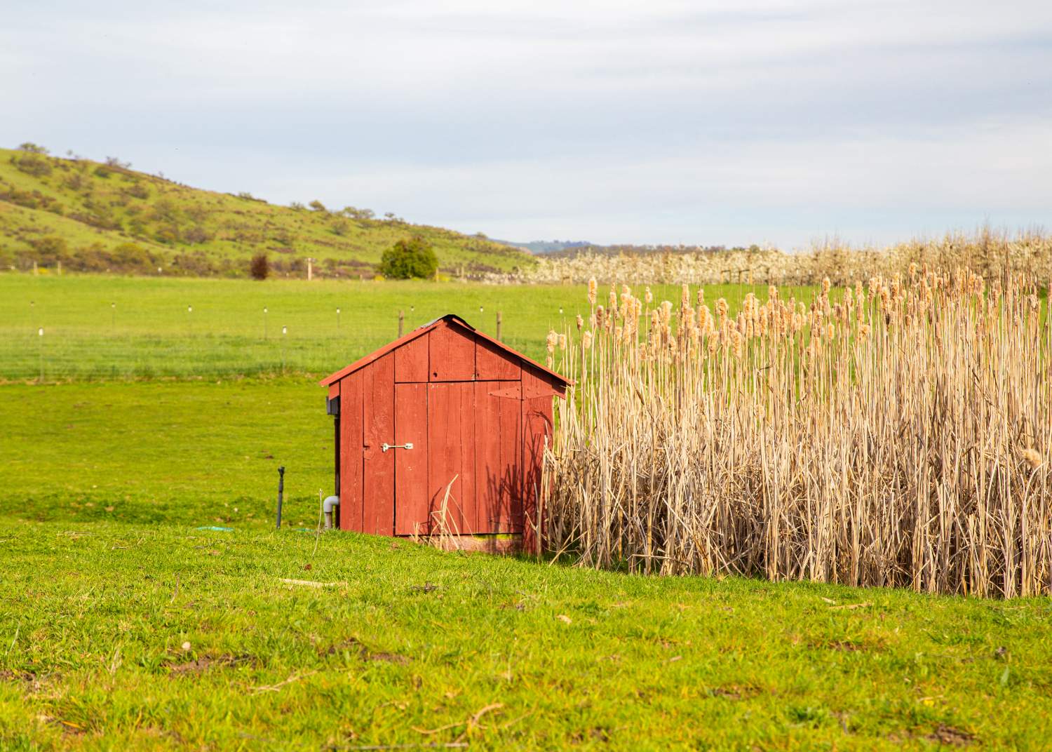 Solve LITTLE RED SHED jigsaw puzzle online with 88 pieces