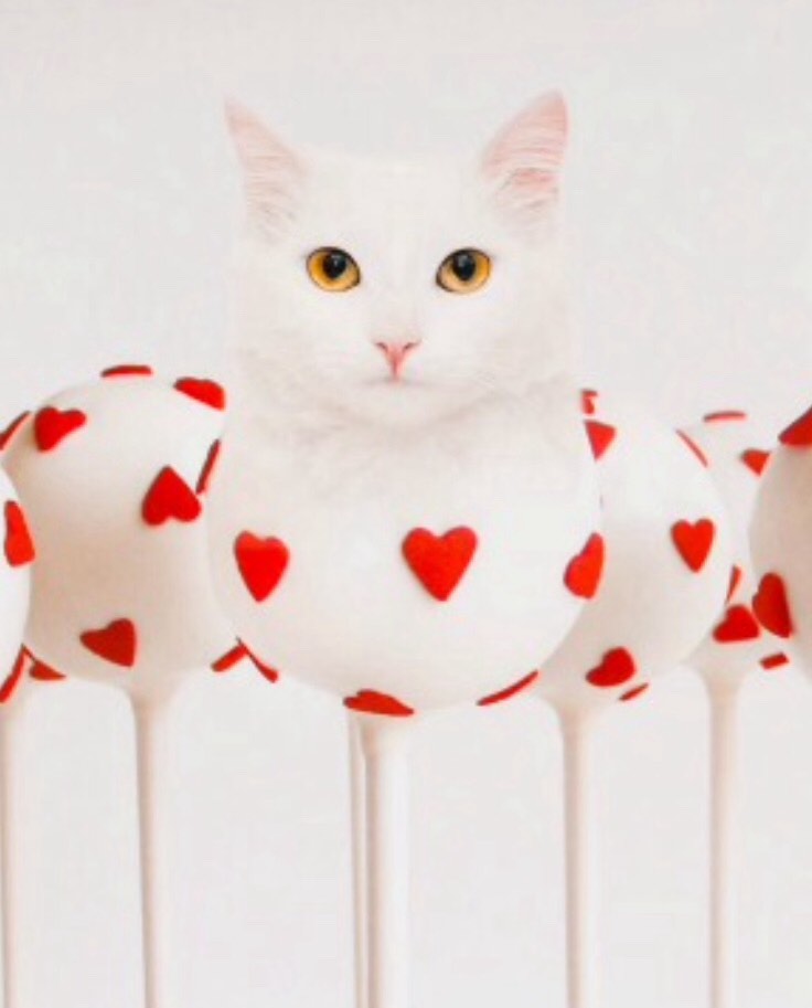 Solve Cake pops, anyone? jigsaw puzzle online with 12 pieces