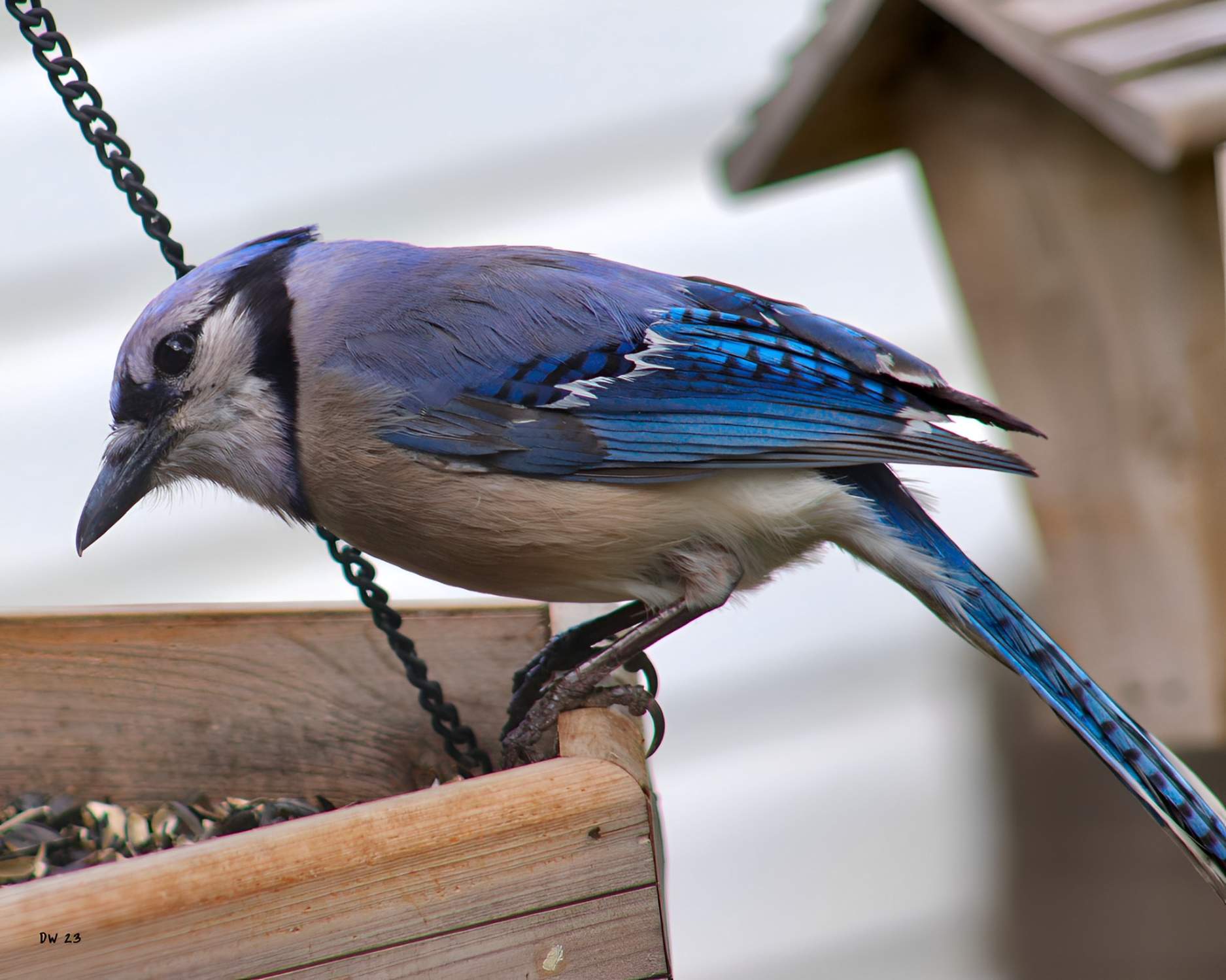 Solve Blue Jay jigsaw puzzle online with 180 pieces