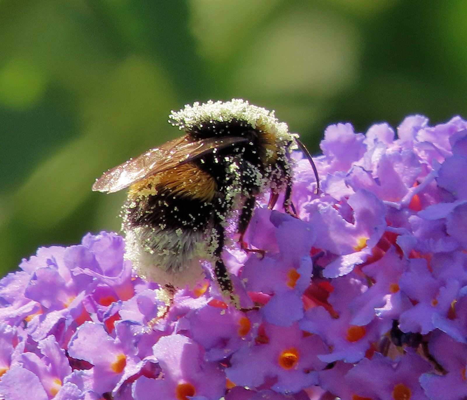 Solve literally covered in pollen 😊 jigsaw puzzle online with 56 pieces