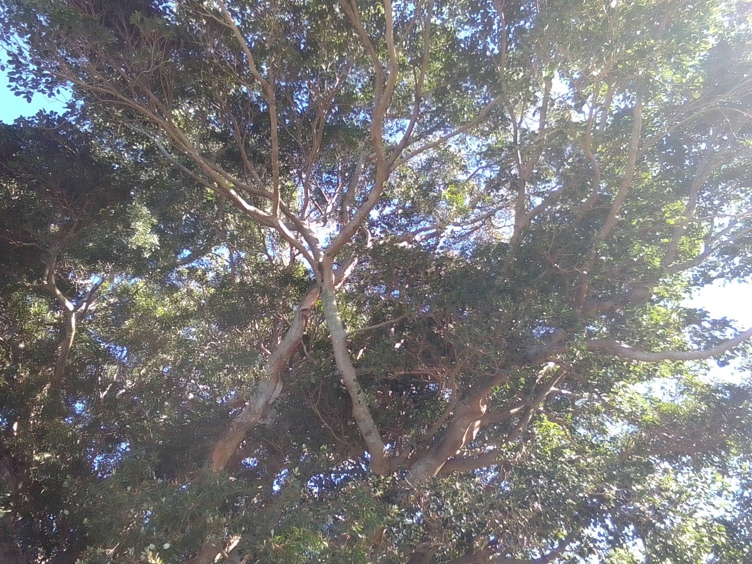 Solve Fig Tree jigsaw puzzle online with 12 pieces