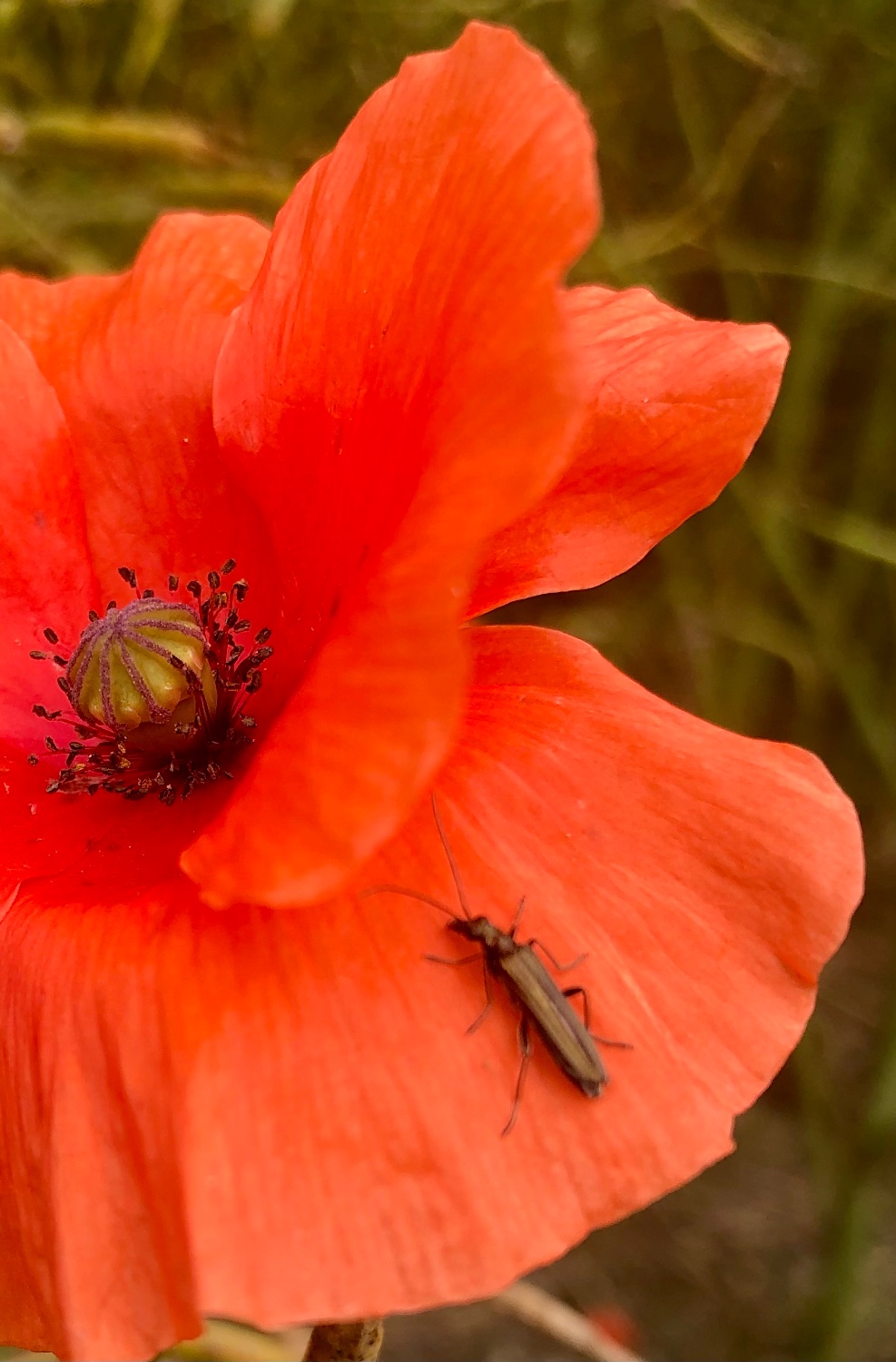 Solve Bug on a Poppy jigsaw puzzle online with 96 pieces
