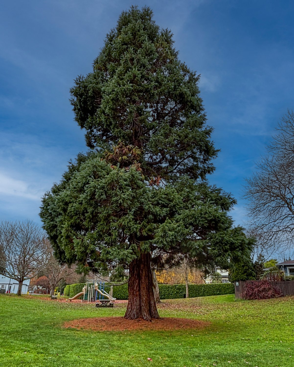 Solve A nice sequoia near Bowker Creek in Victoria BC jigsaw puzzle ...