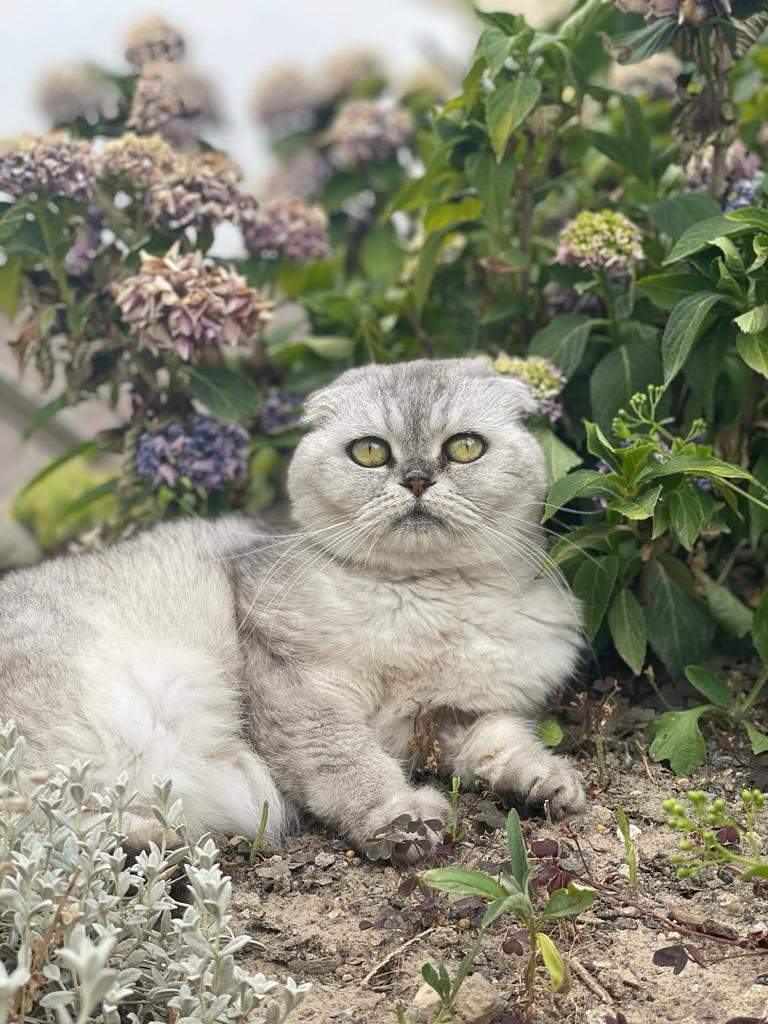 Solve kitty lying in flowers jigsaw puzzle online with 80 pieces