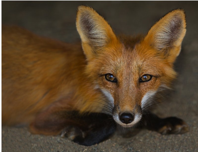 Jigsaw Puzzle | 20 pieces | Red Fox. | Jigidi