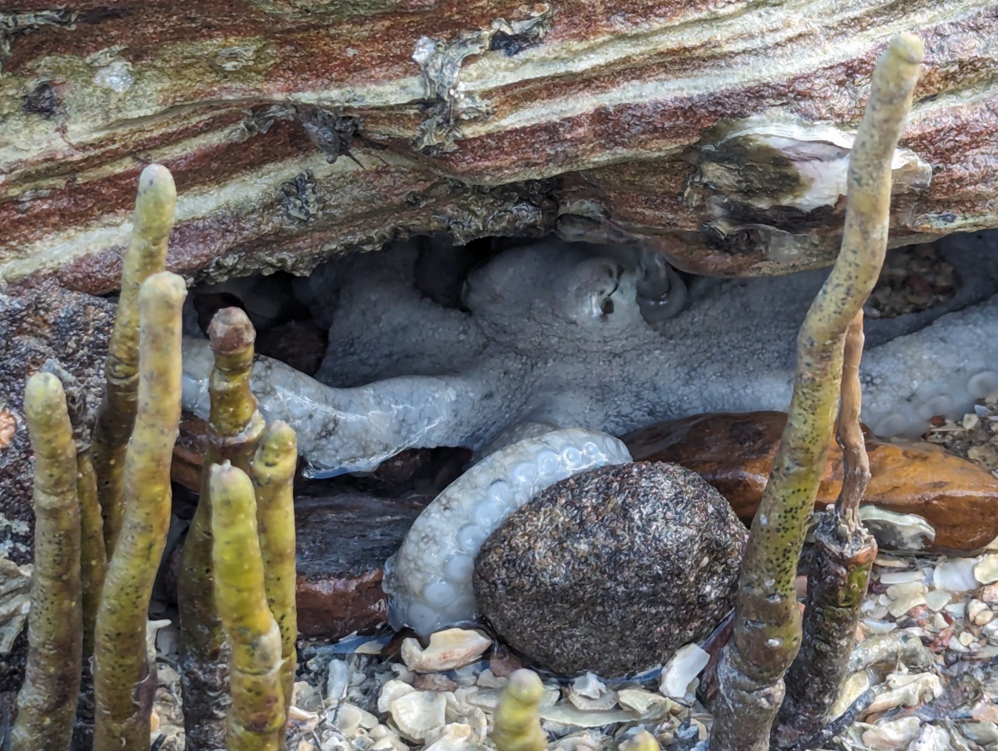 Solve Octopus jigsaw puzzle online with 336 pieces