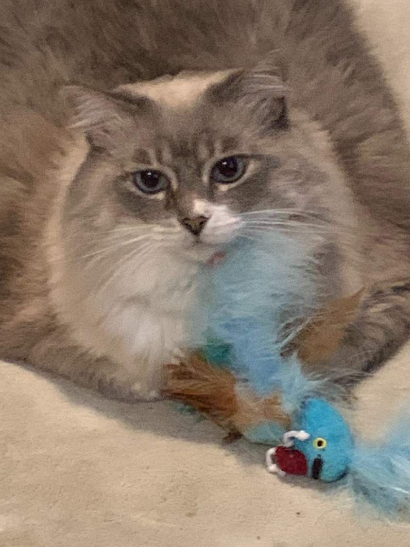 Solve Penelope and her Unibrow Bird jigsaw puzzle online with 48 pieces