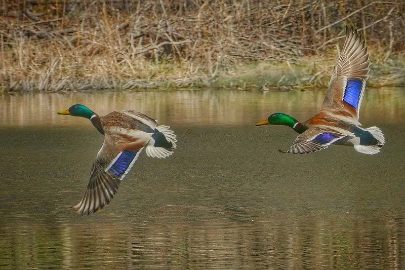 Solve Beautiful Mallards in mid-flight in Greendale Wisconsin (Photo ...