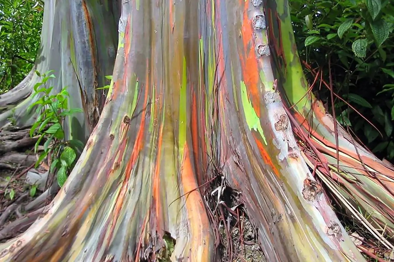 Solve Duhový eukalyptus jigsaw puzzle online with 40 pieces