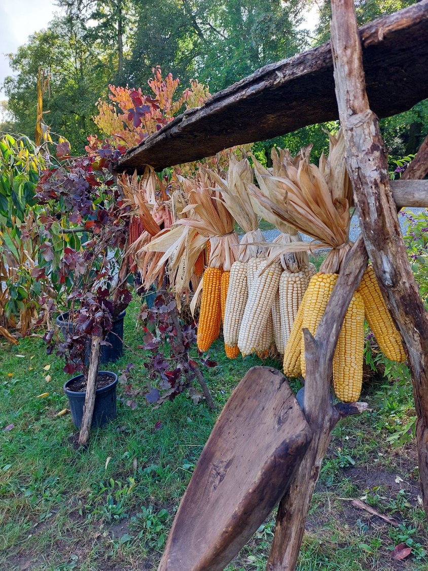 Solve corn jigsaw puzzle online with 12 pieces