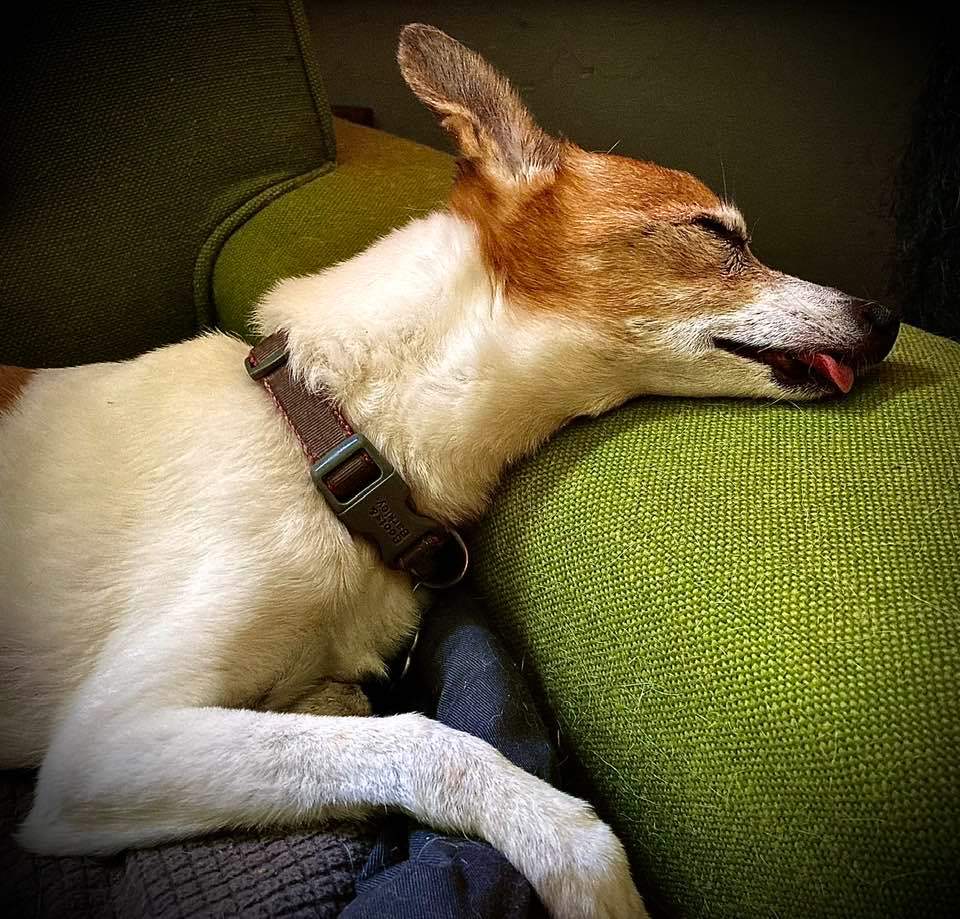 Solve Dog at Rest jigsaw puzzle online with 72 pieces