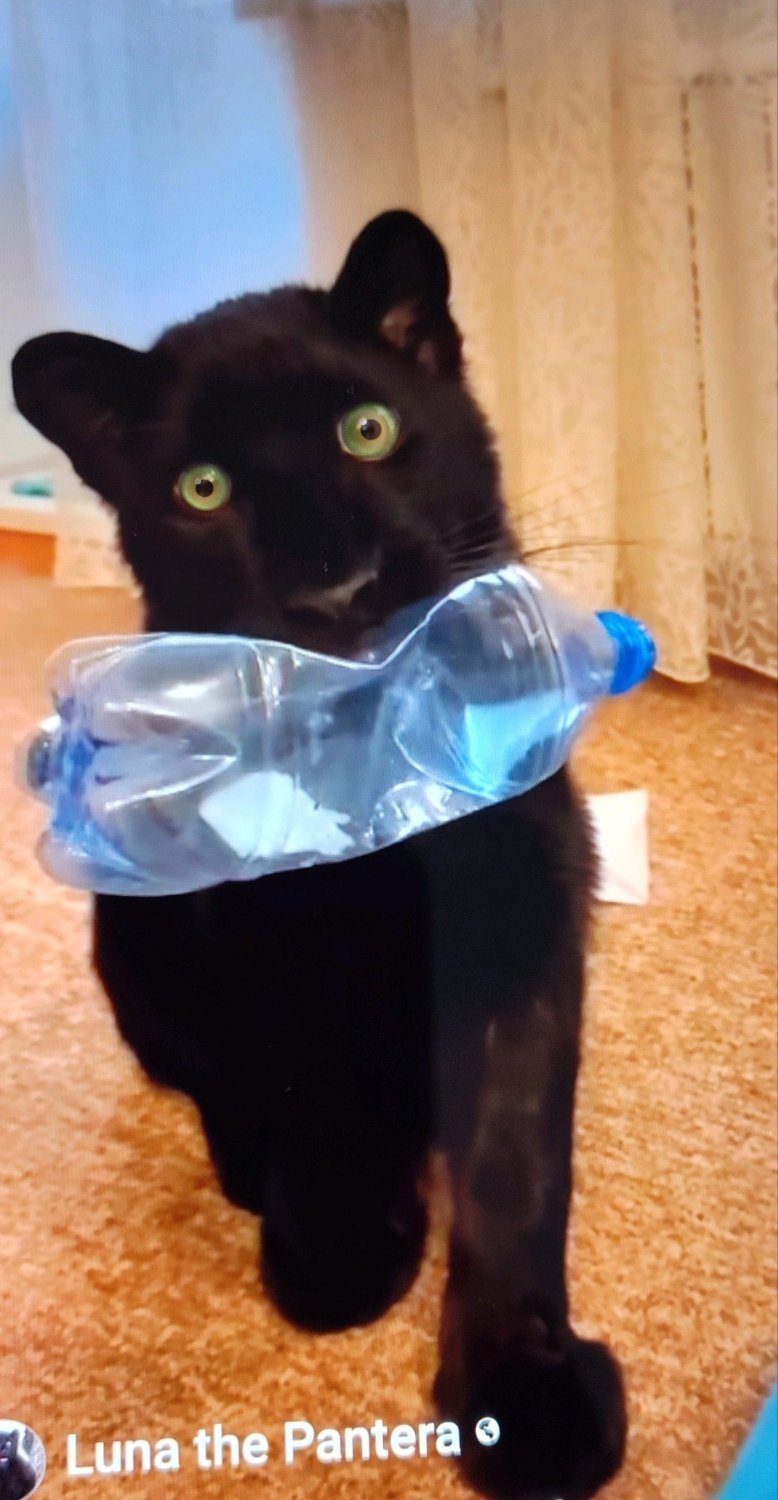 Solve Luna the little panther... jigsaw puzzle online with 66 pieces