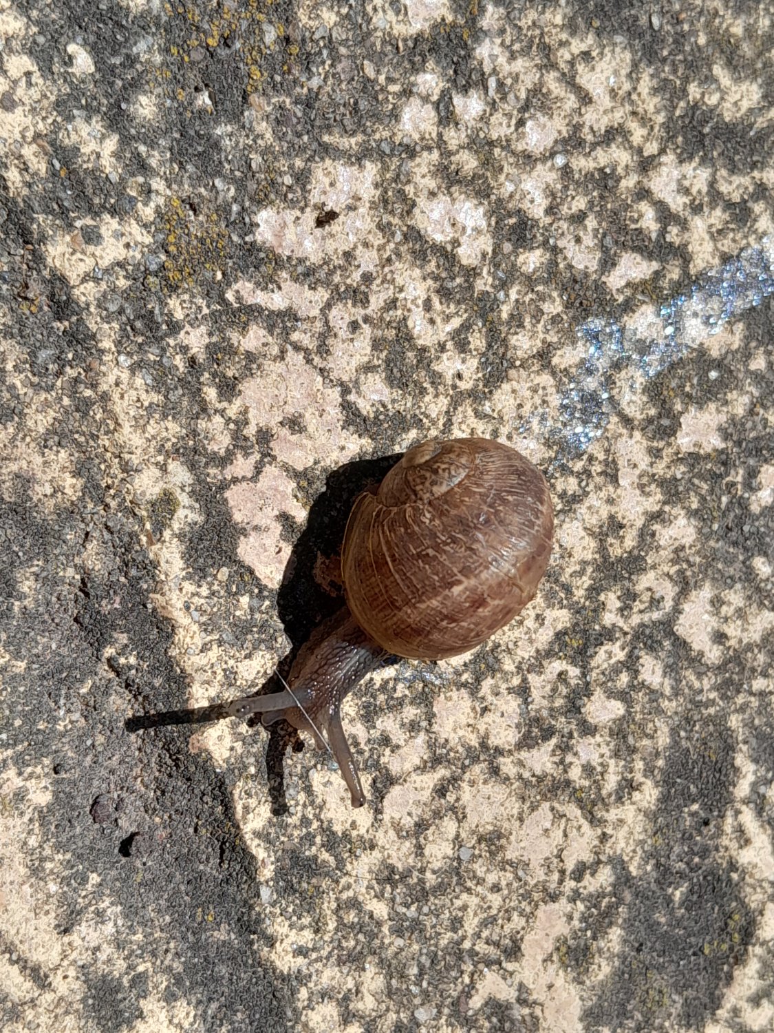 Solve Small snail jigsaw puzzle online with 63 pieces