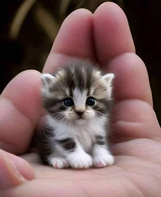 Solve Wonder if this Tiny Kitty is real jigsaw puzzle online with 42 pieces