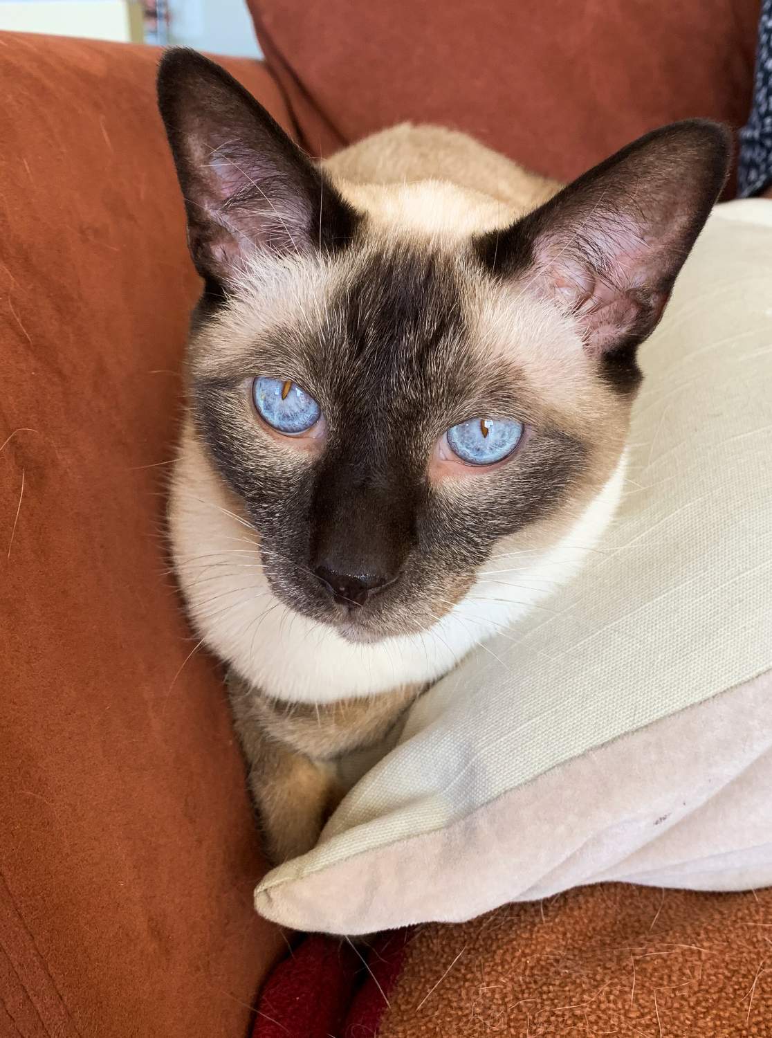 Solve Bruno the Siamese cat jigsaw puzzle online with 204 pieces