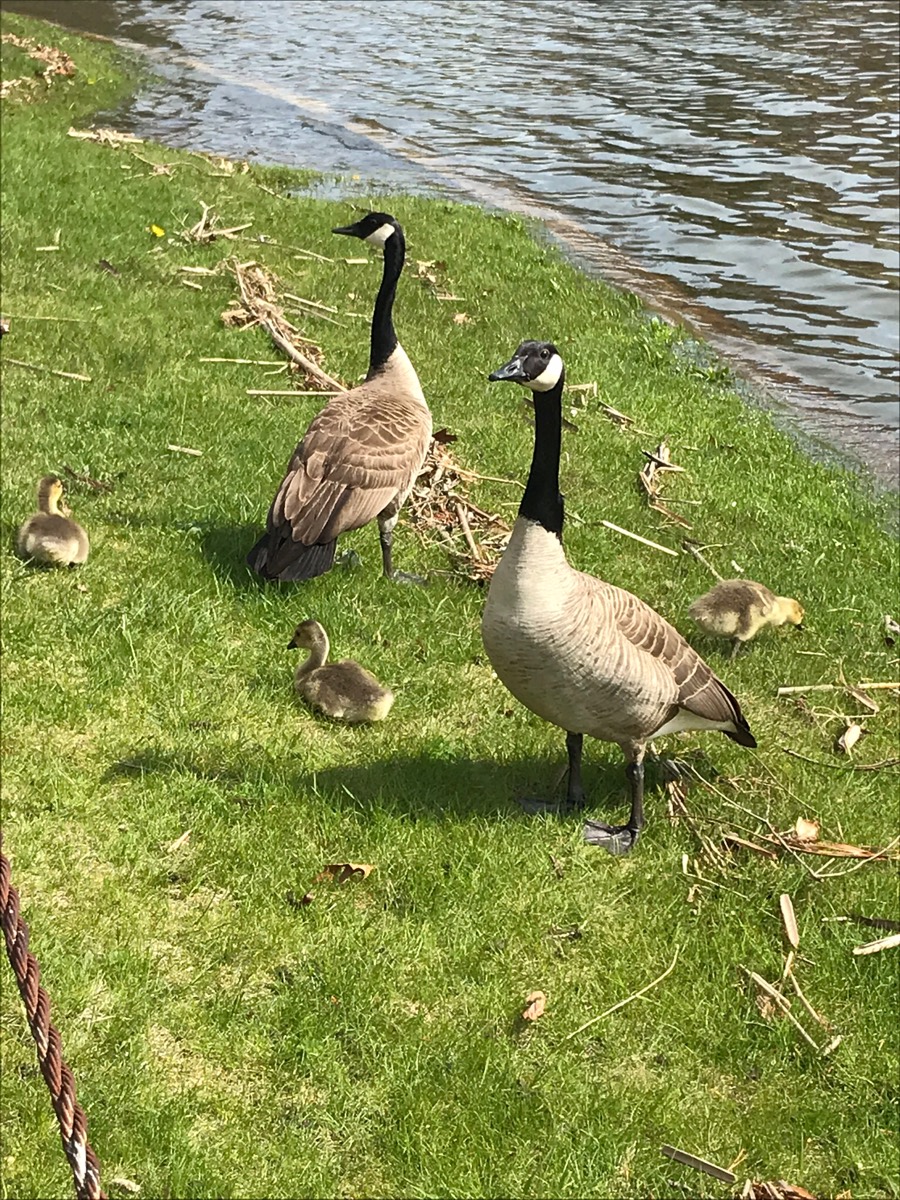 Solve Goose or gander jigsaw puzzle online with 154 pieces