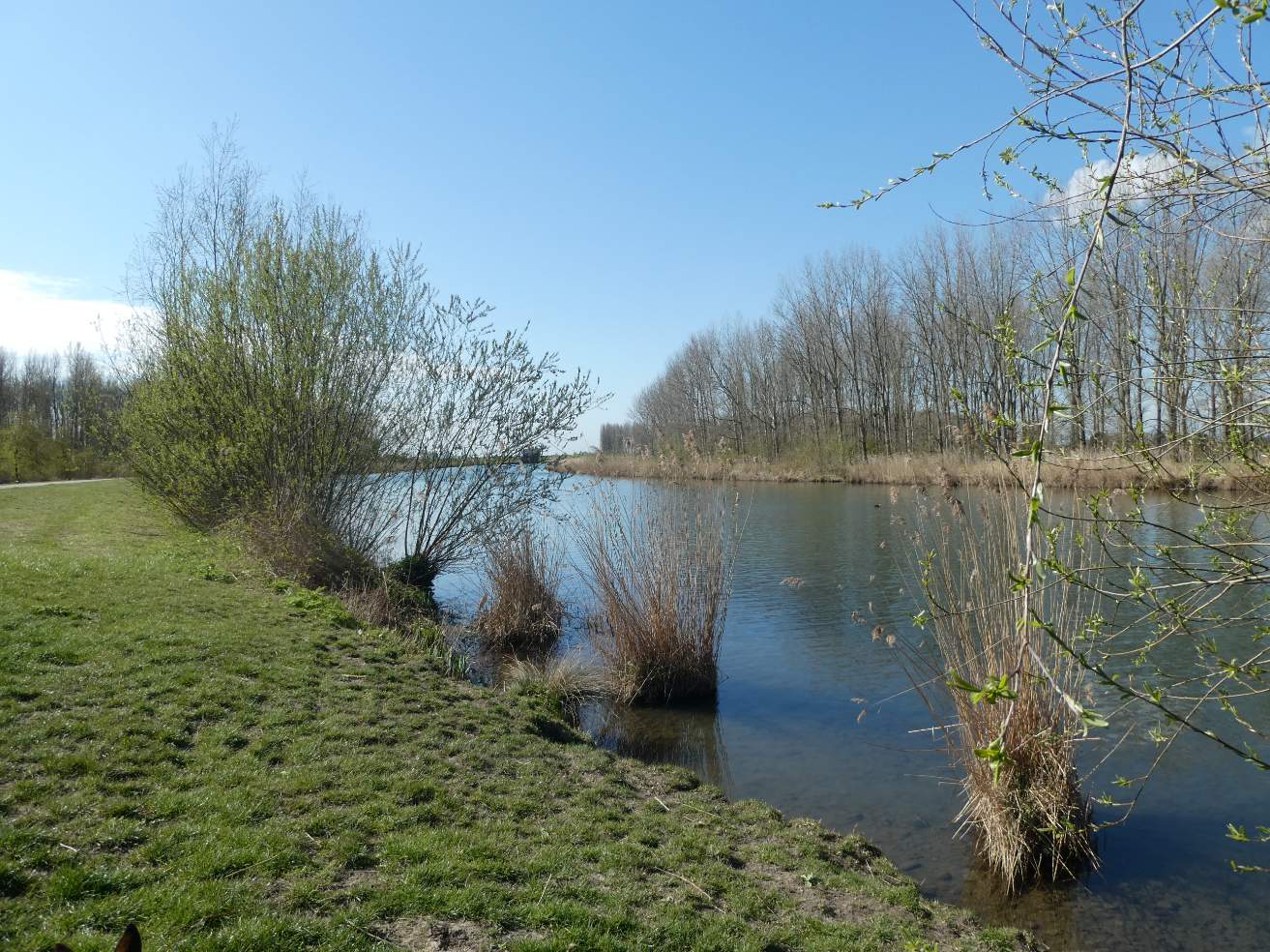 Solve Dutch landscape on Voorne-Putten. A canal with knotted willows on ...