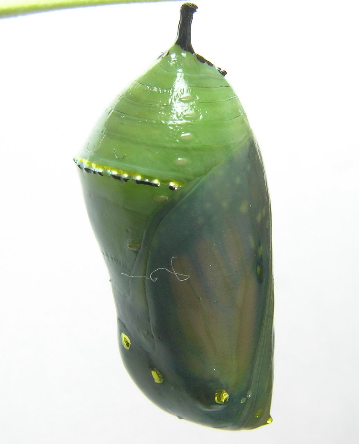 Solve Monarch darkening up inside the chrysalis jigsaw puzzle online ...