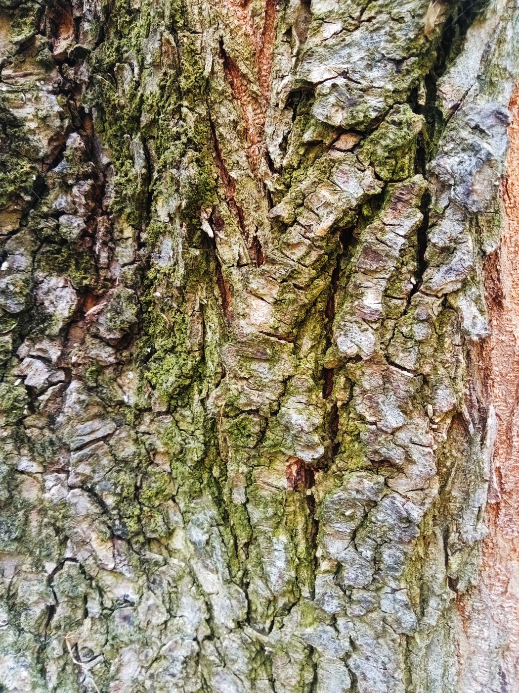 Solve Tree bark jigsaw puzzle online with 35 pieces