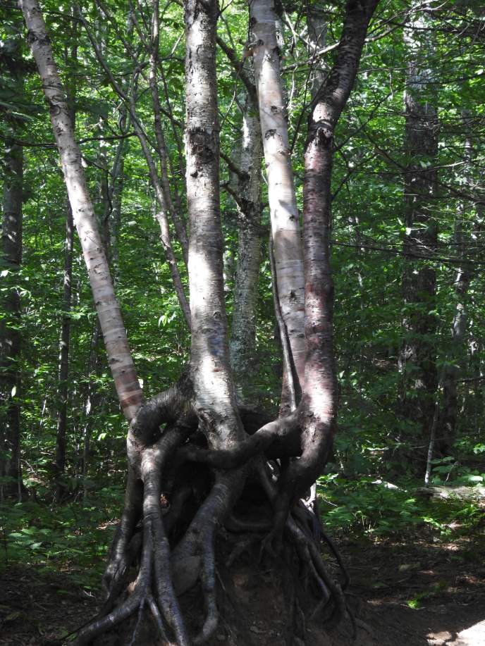 Solve The root system seems to work for this tree! jigsaw puzzle online ...