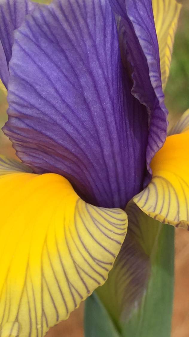 Solve Iris State Flower of Tennessee jigsaw puzzle online with 32 pieces