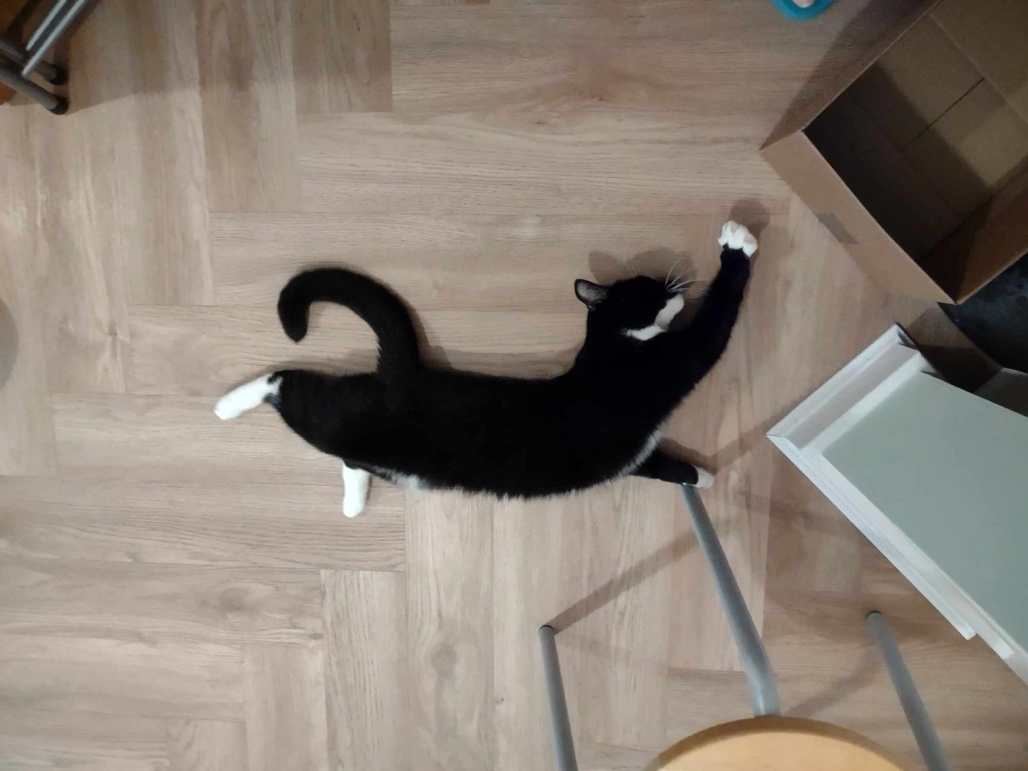 Solve Roxie 396 - Dramatic cat time - ballet position 2 - the flourish ...