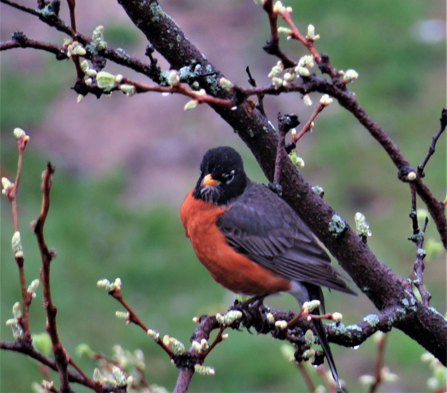 Solve Red Robin jigsaw puzzle online with 132 pieces