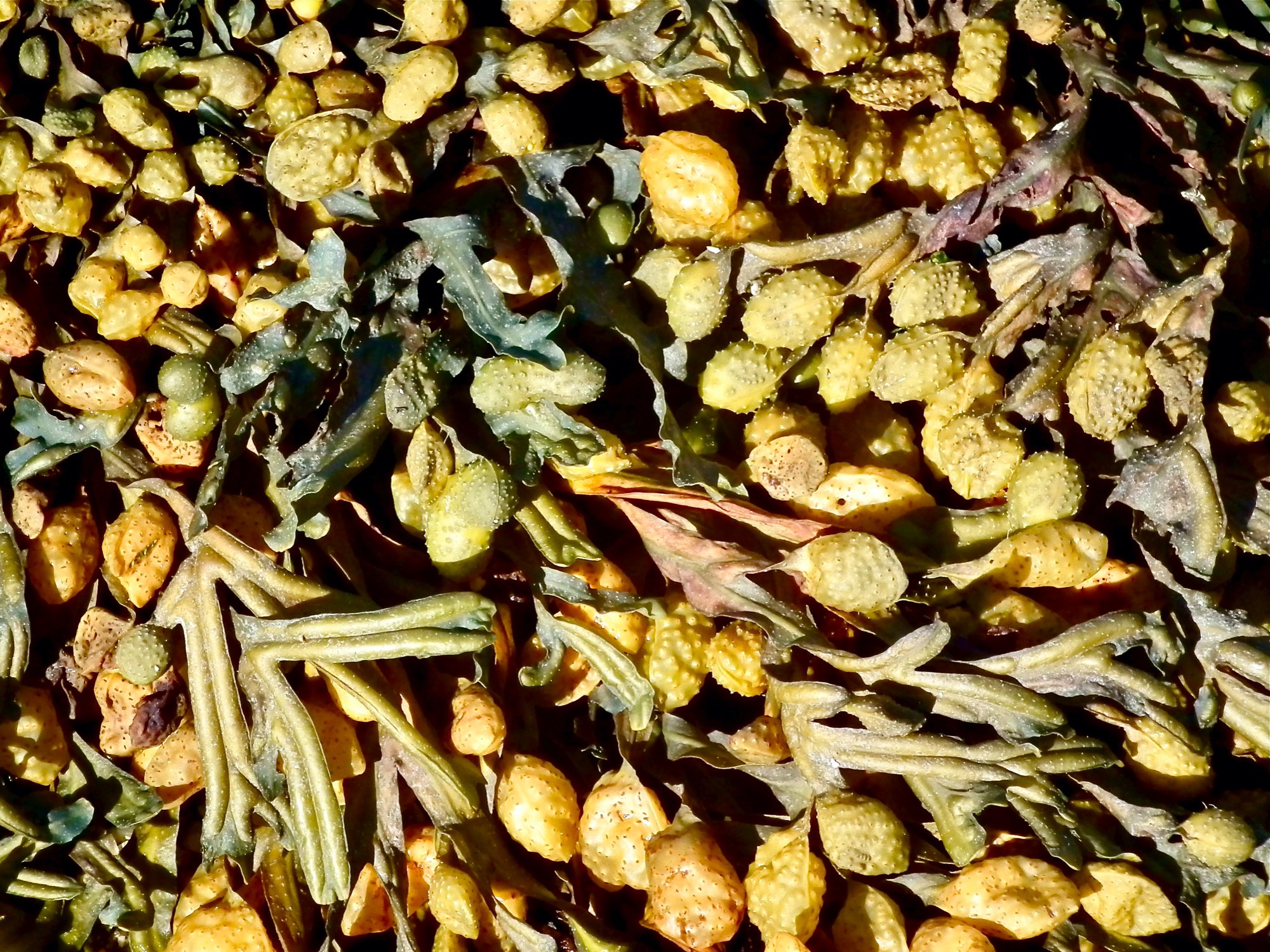 Solve Seaweed Fun jigsaw puzzle online with 99 pieces