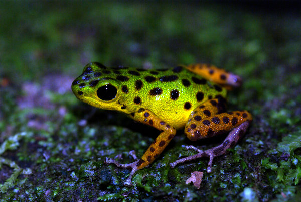 Solve Isla Colon Dart Frog jigsaw puzzle online with 70 pieces
